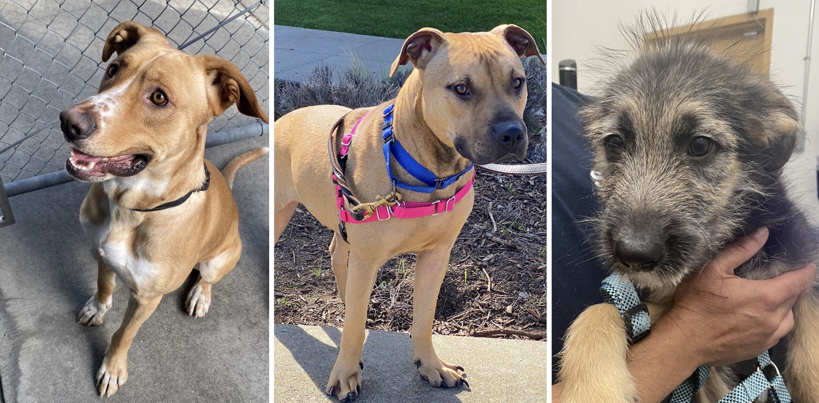 Find Furry Forever Friends From FAAS