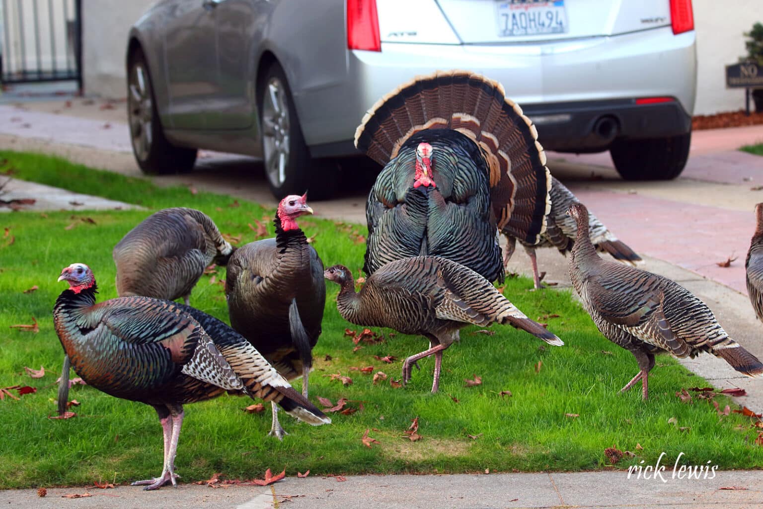 Alameda Man Faces Felony Charges for Allegedly Hunting, Shooting Wild ...
