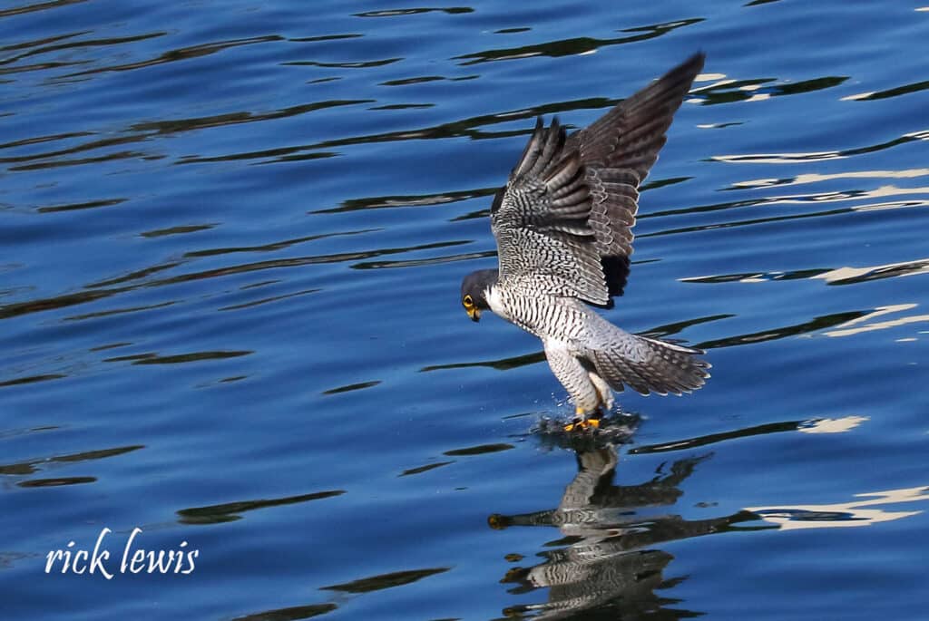 Peregrine Falcons Nesting at Fruitvale Train Bridge