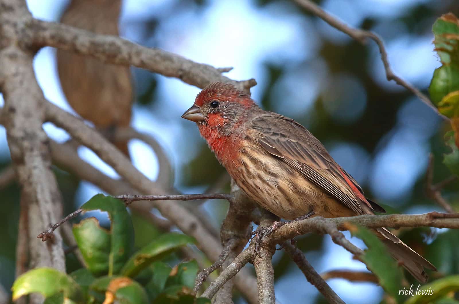 Meet Our Wild Birds — Keep Them Safe by Keeping Cats Inside