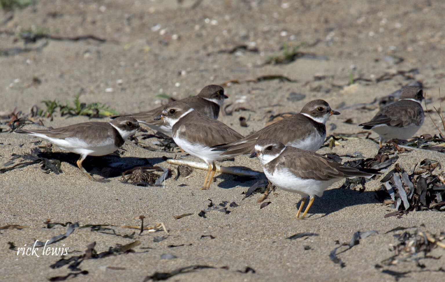 Western Snowy Plovers in Peril, Wintering on our Beach