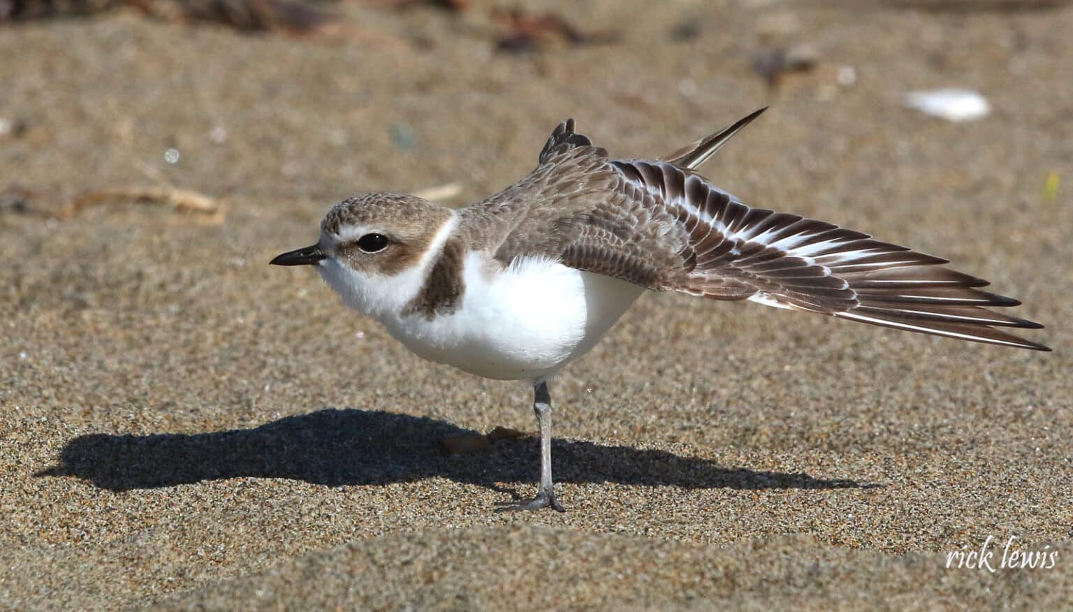 Western Snowy Plovers in Peril, Wintering on our Beach