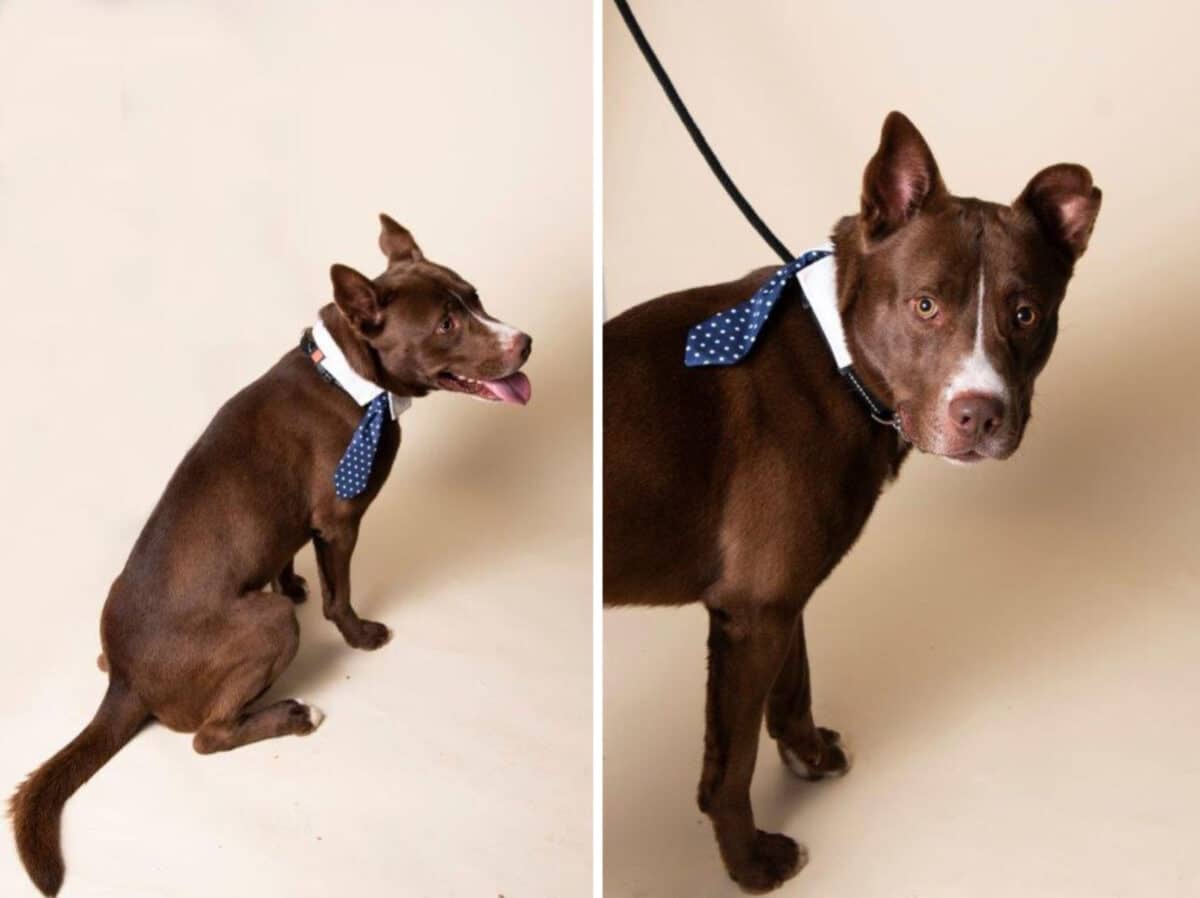 Henley the Handsome, Huggable Hunk