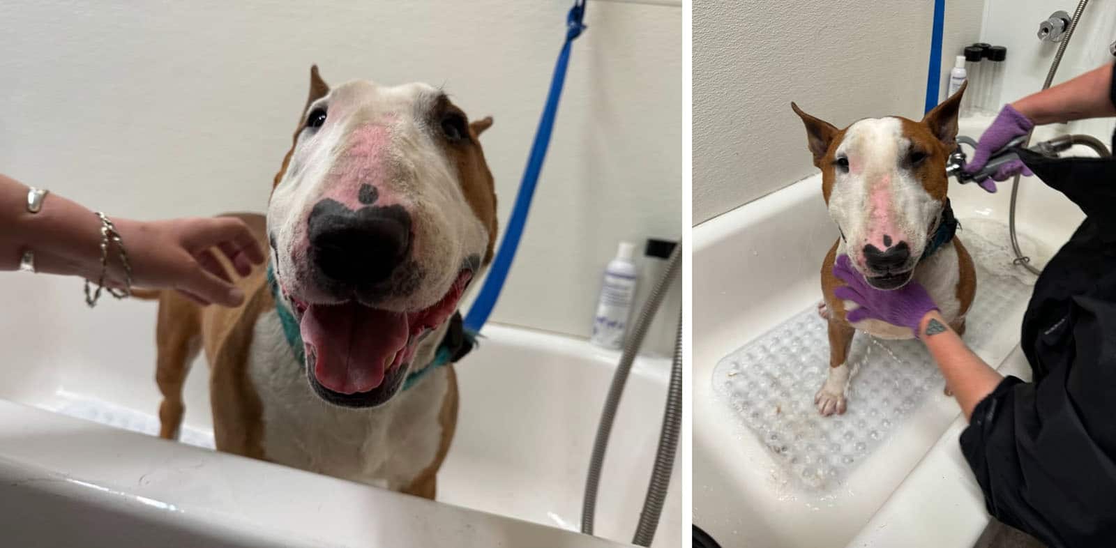 Teddy the Bull Terrier
