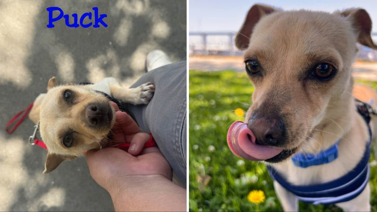 Puck and Skates Will Scoot into Your Heart