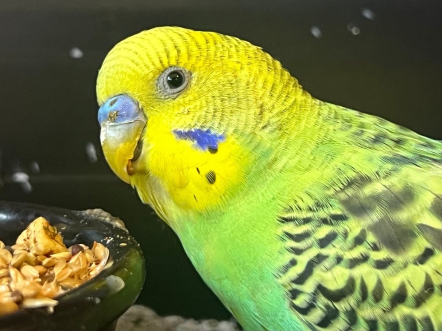 Skeeter the Winged Wonder