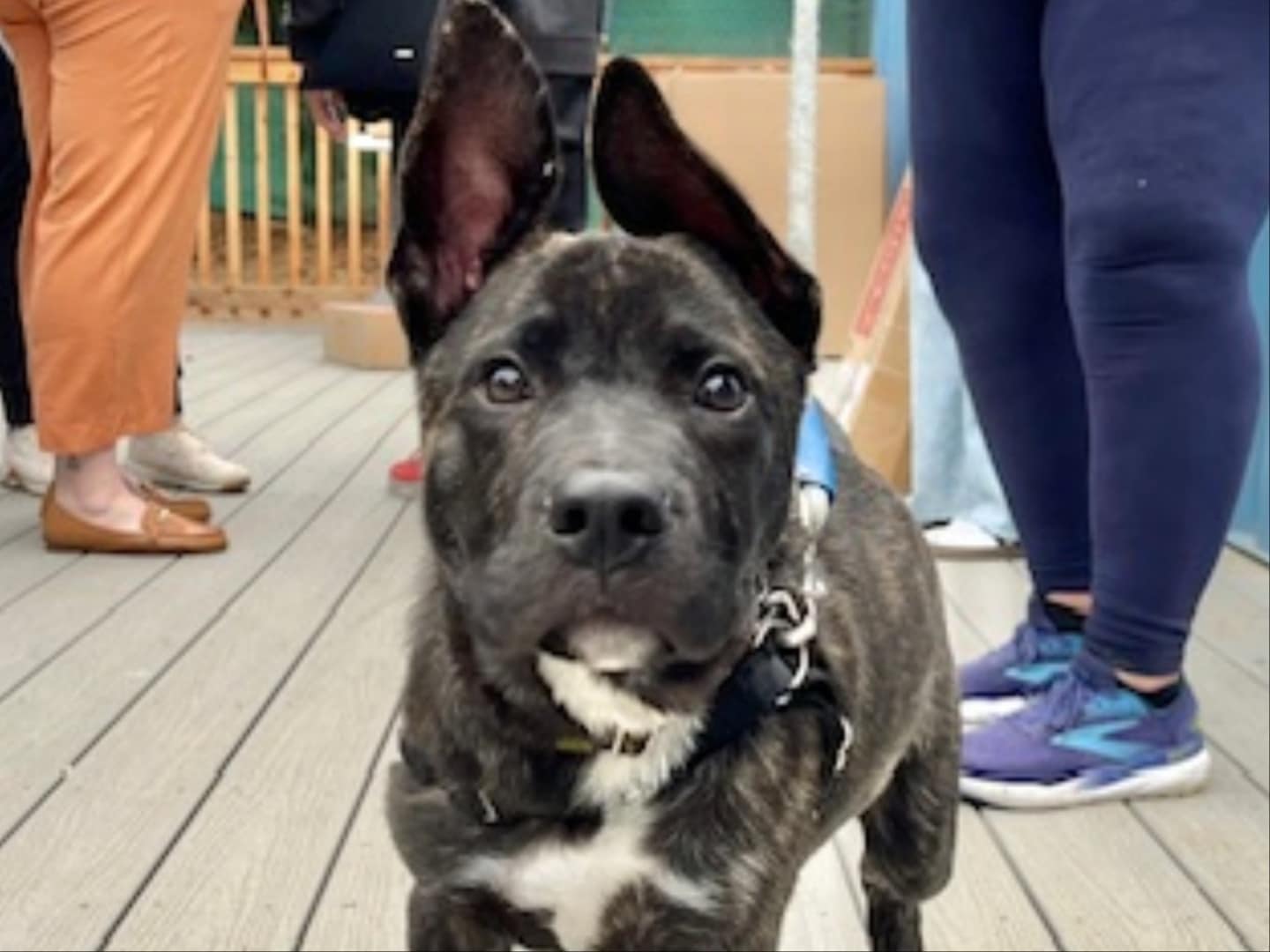 Adorable, Adoptable Dexter