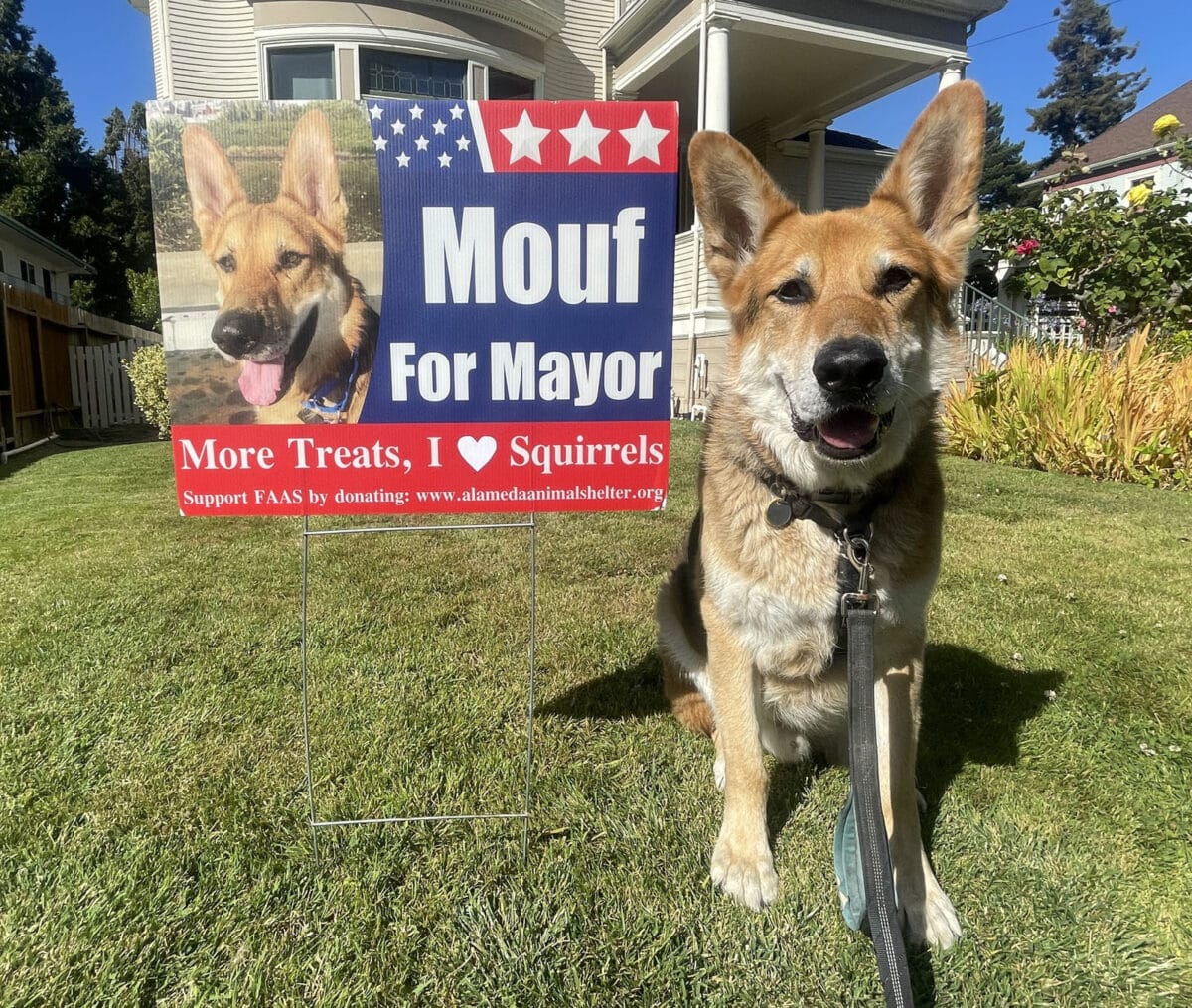 Bear’s-Eye View of Alameda for June 7, 2026